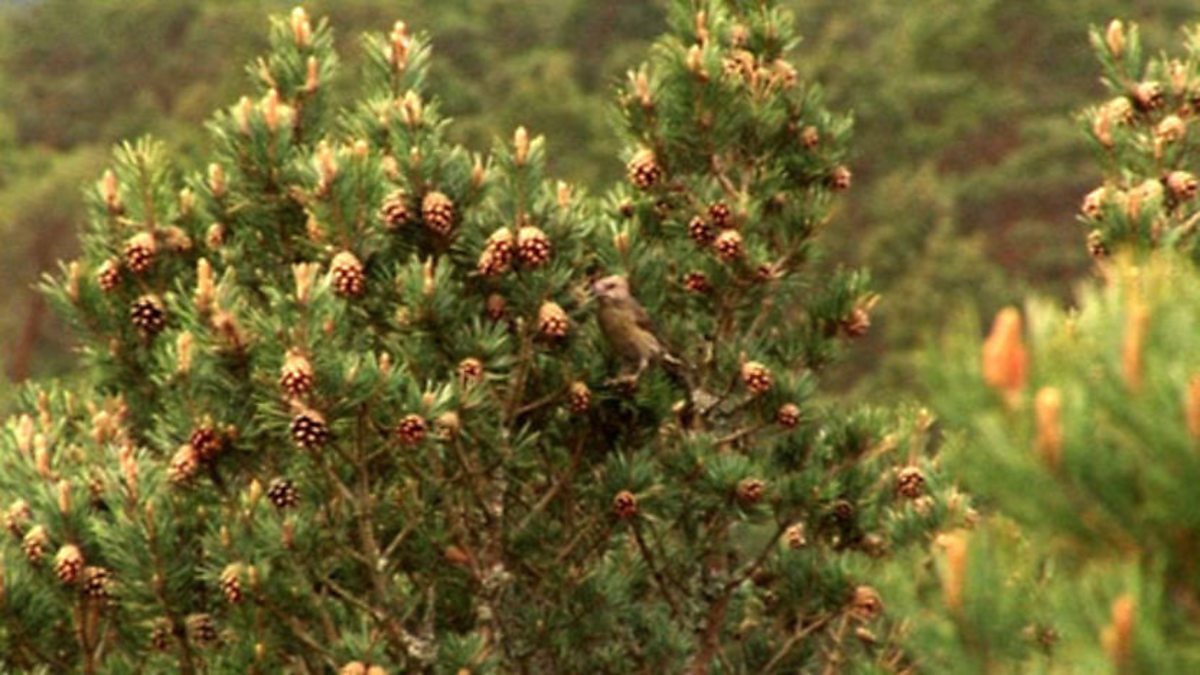 BBC Two - Springwatch, 2008, Episode 11, Pine giants