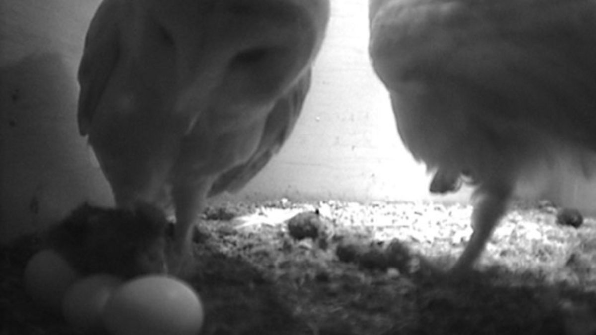 BBC Two - Springwatch, 2008, Episode 11, Young parents