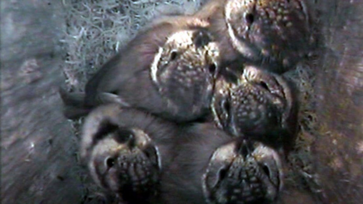 BBC Two - Springwatch, 2008, Episode 12, Fledging finale