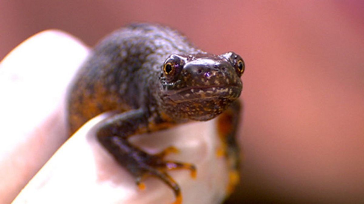 BBC Two - Springwatch, 2008, Episode 10, Ice age home