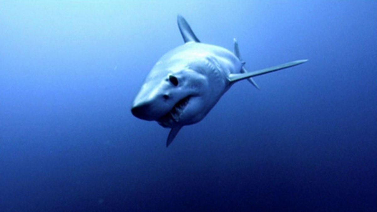 BBC Two - Springwatch, 2008, Episode 10, Shark search