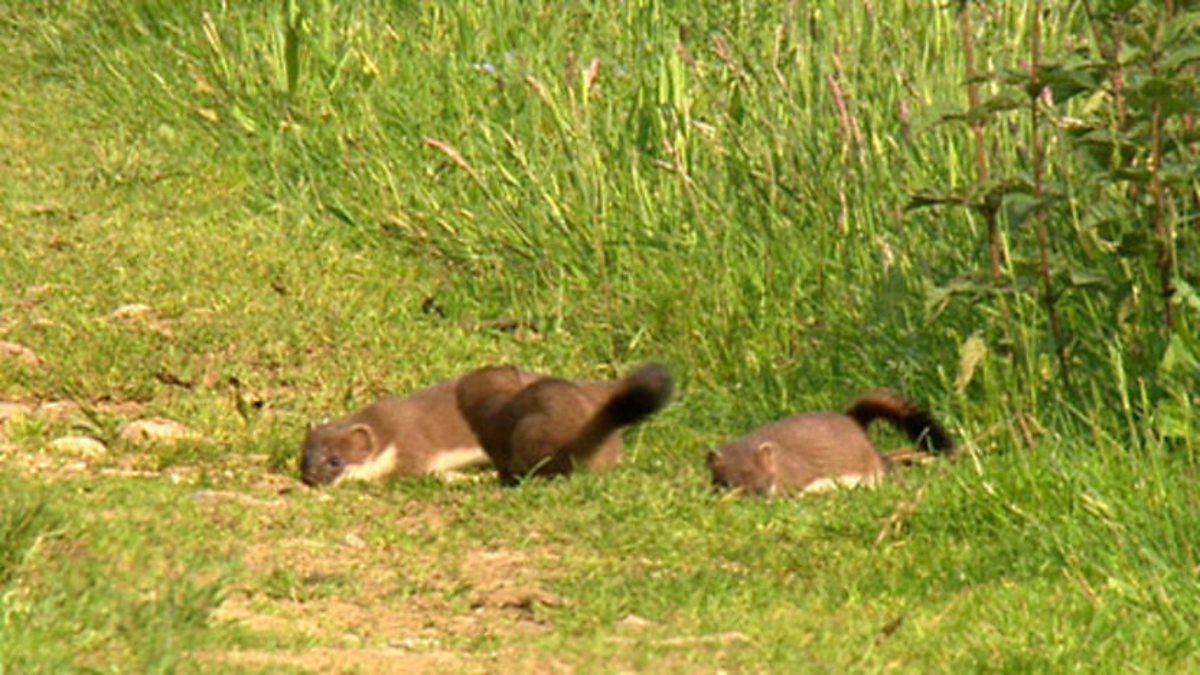 BBC Two - Springwatch, 2008, Episode 10, Happy hunting
