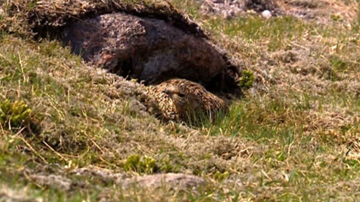 BBC Two - Springwatch, 2008, Episode 10, Spot the birdy