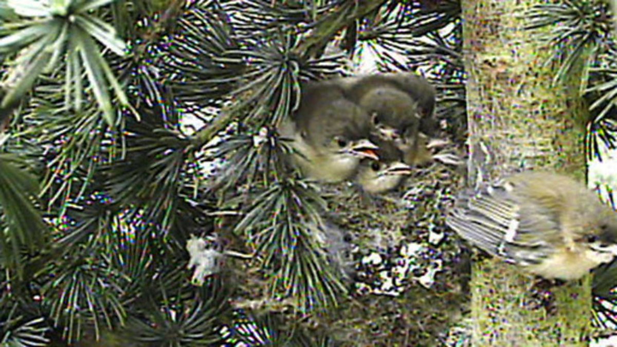 BBC Two - Springwatch, 2008, Episode 9, It’s a squeeze