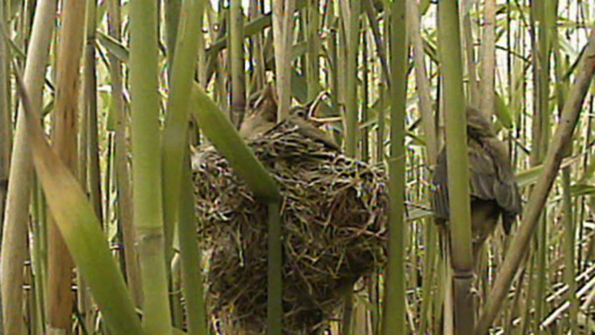 BBC Two - Springwatch, 2008, Episode 8, Filming reed warblers