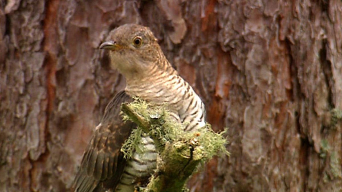 BBC Two - Springwatch, 2008, Episode 7, Cuckoo calling