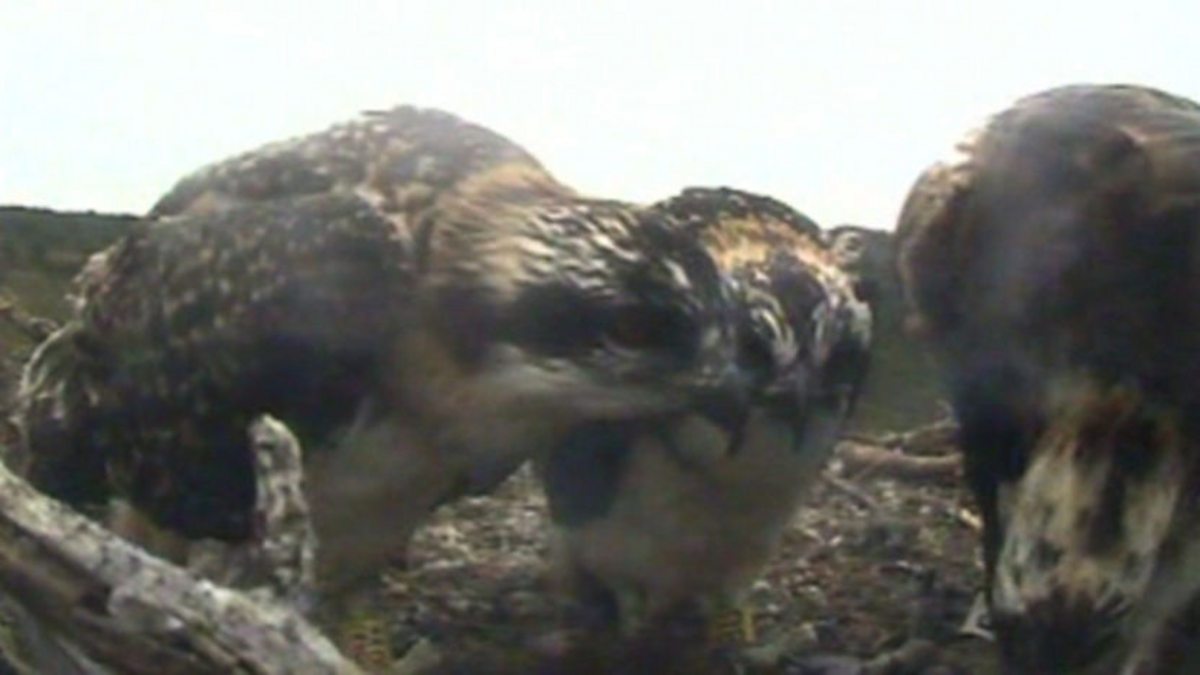 BBC Two - Springwatch, 2008, Episode 7, Domestic dispute