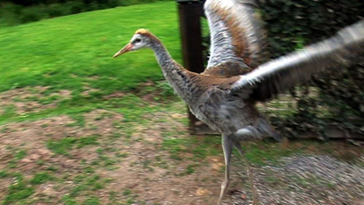 BBC Two - Springwatch, 2008, Episode 7, Best days