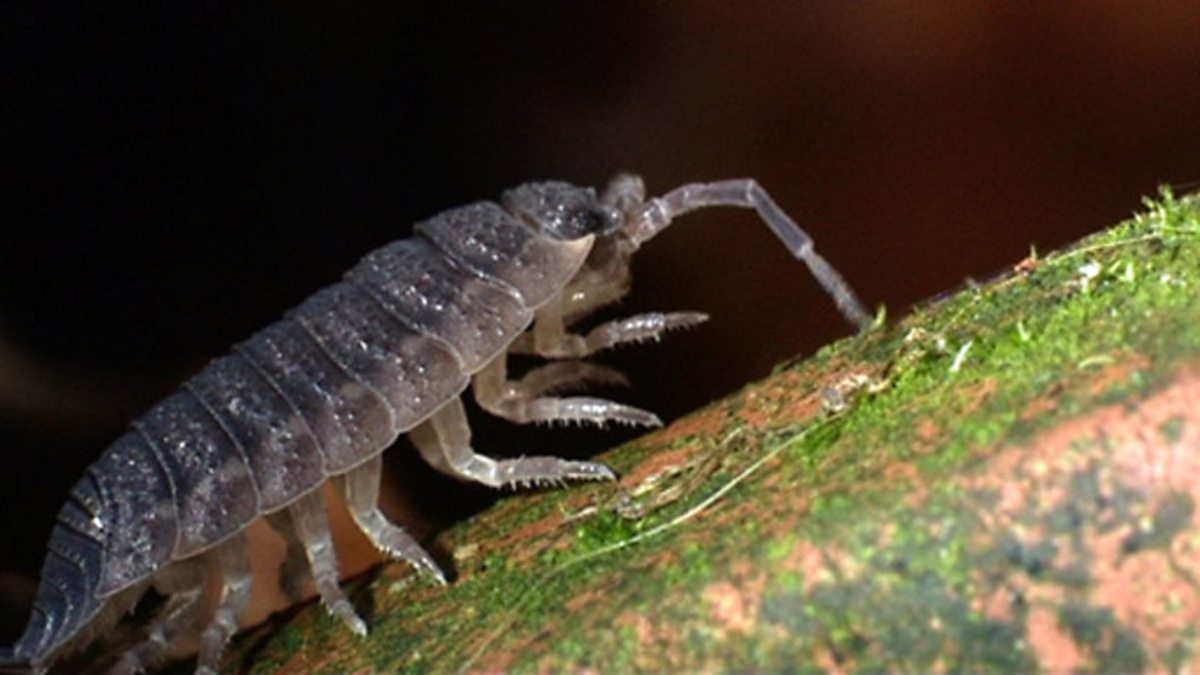 BBC Two - Springwatch, 2008, Episode 6, Lovely lice