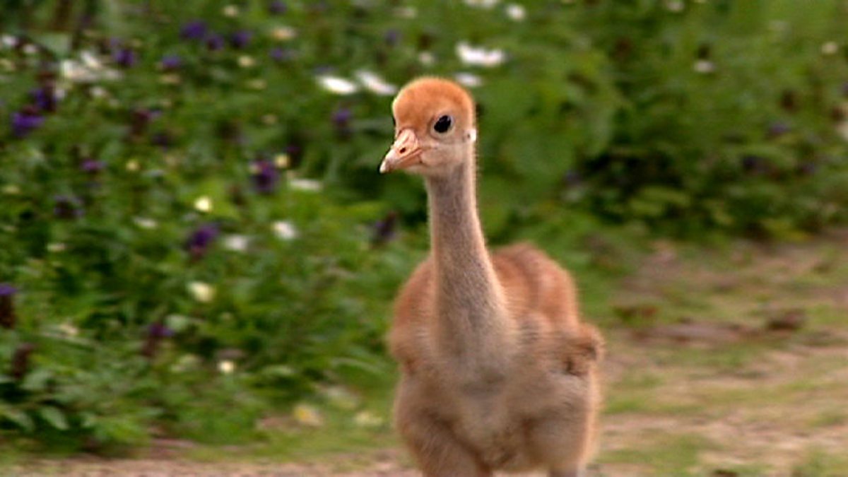 BBC Two - Springwatch, 2008, Episode 6, School days