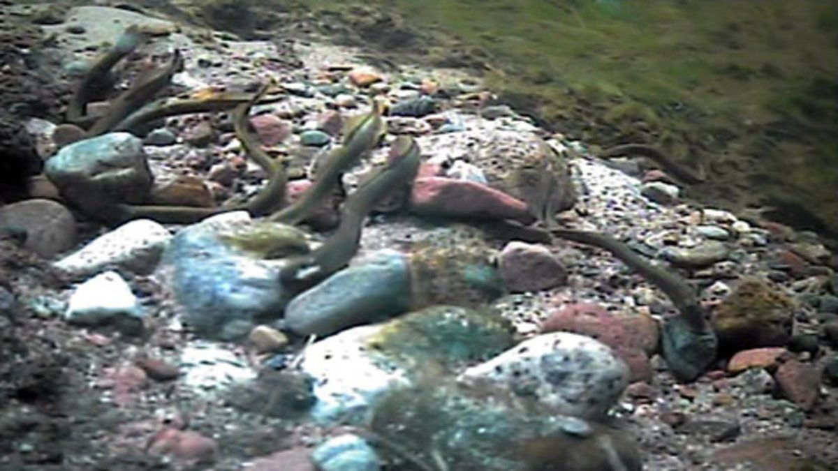 BBC Two - Springwatch, 2008, Episode 4, Make your bed