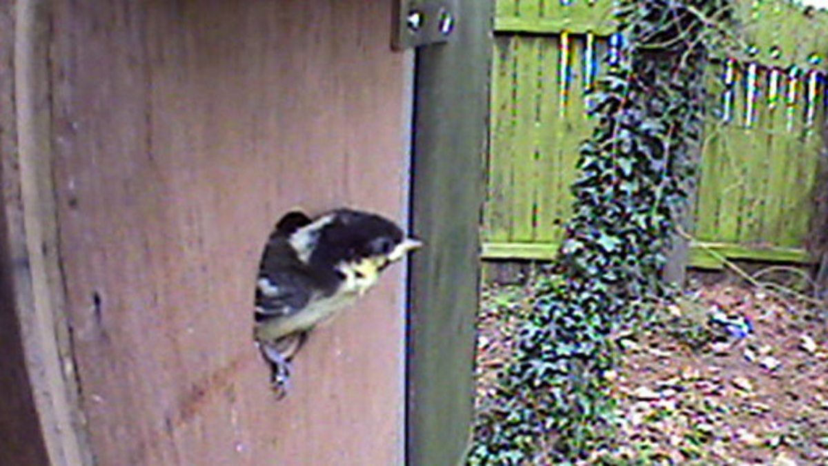 BBC Two - Springwatch, 2008, Episode 4, Eleventh hour