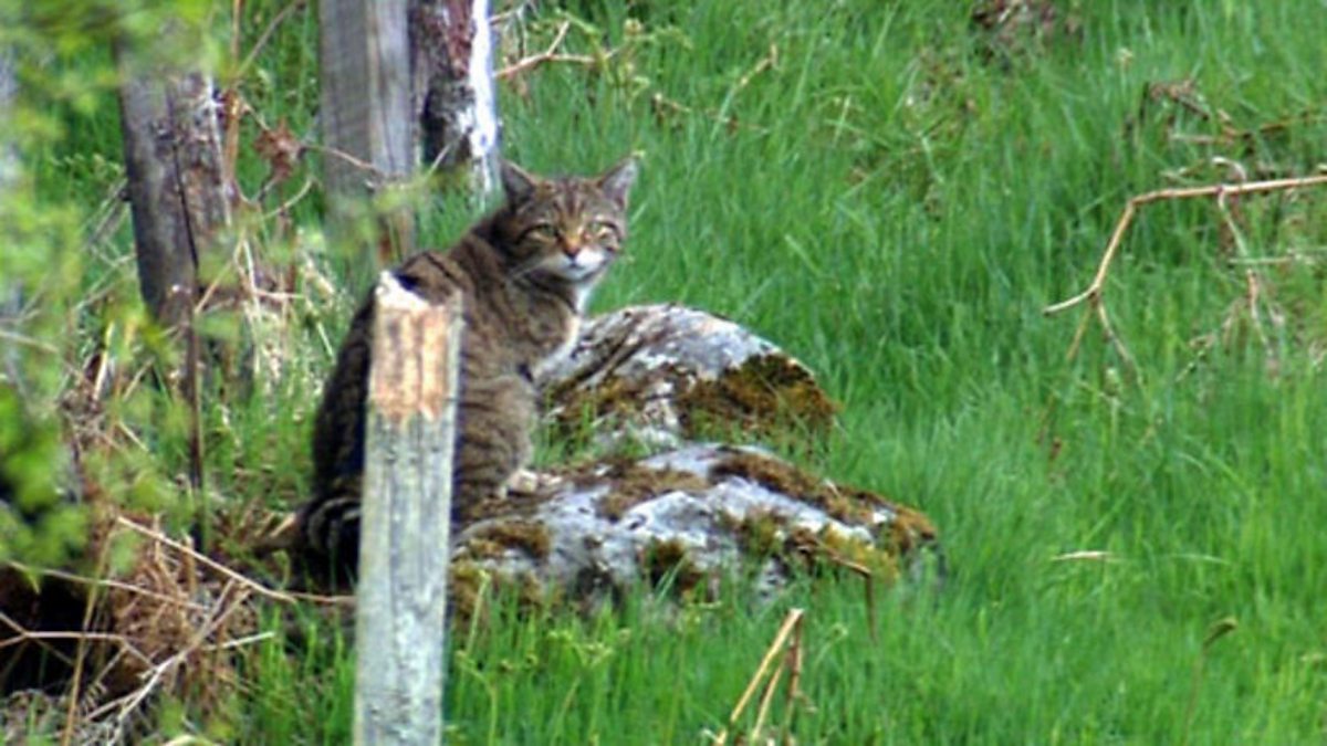BBC Two - Springwatch, 2008, Episode 3, Little big cat