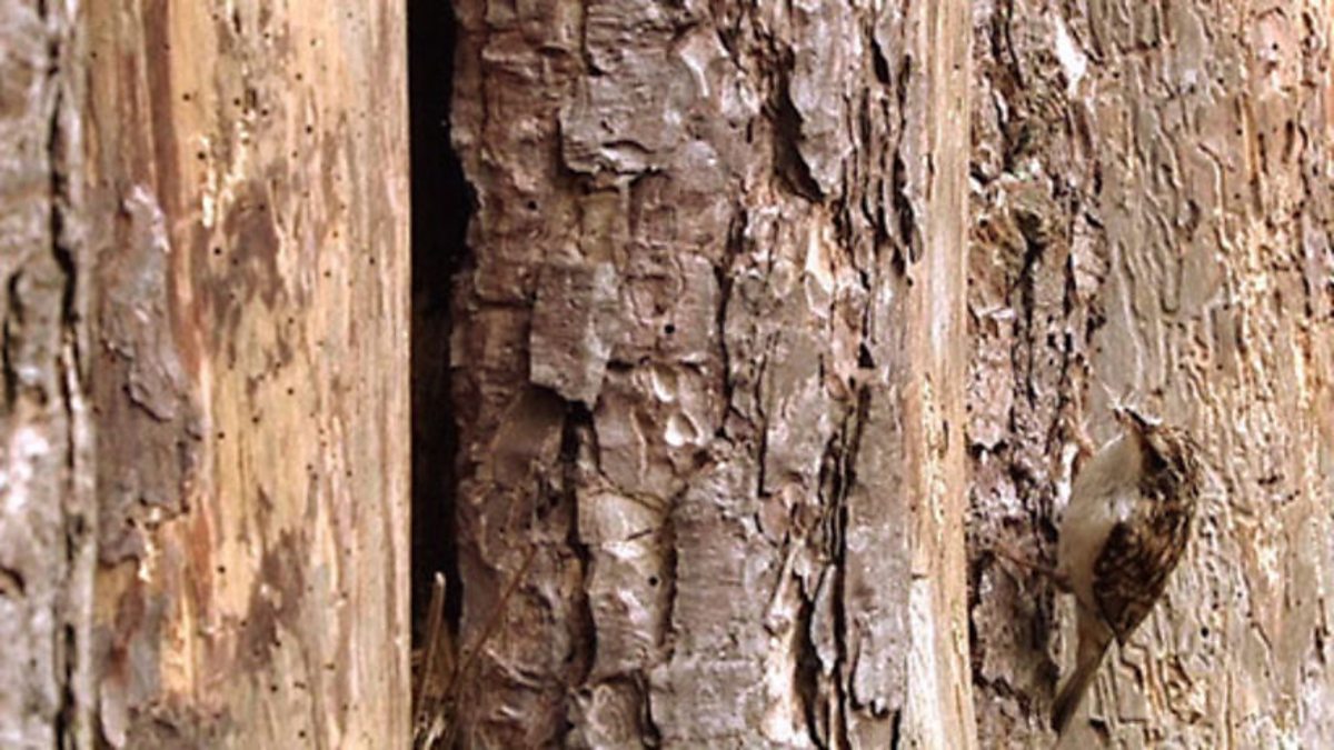 BBC Two - Springwatch, 2008, Episode 2, Treecreeper huddle