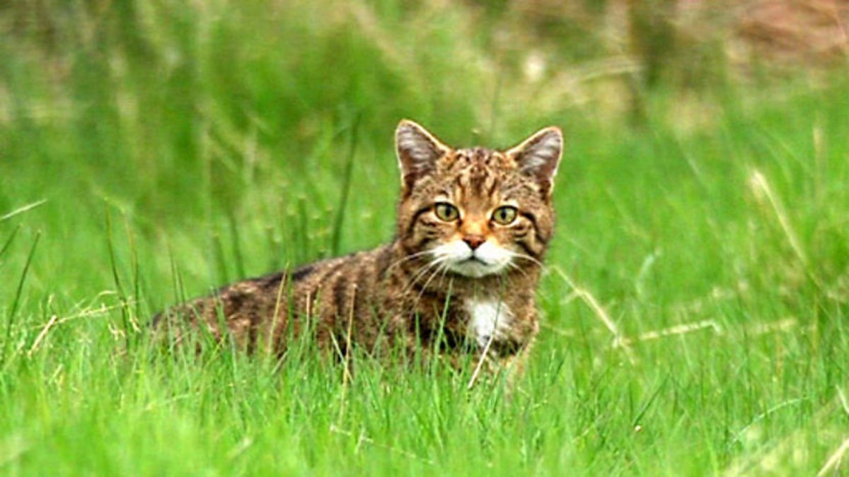BBC Two - Springwatch, 2008, Episode 2, Wild cat ID