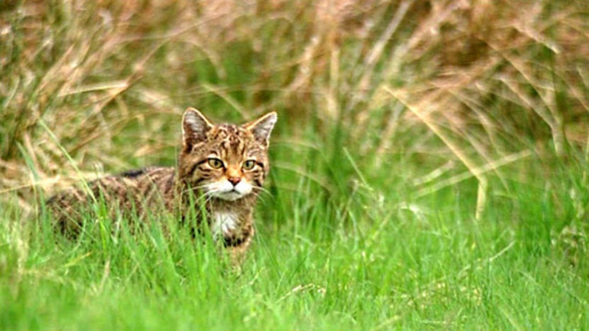 BBC Two - Springwatch, 2008, Episode 2, Wild cats