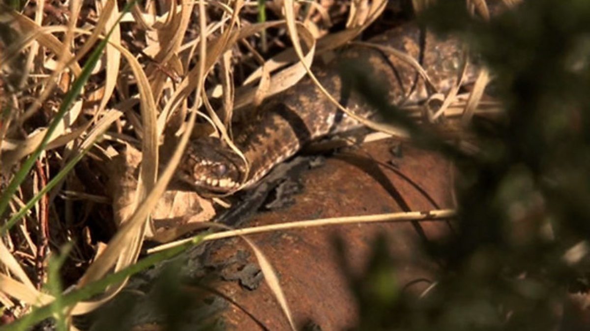 BBC Two - Springwatch, 2010, Episode 2, Basking adders