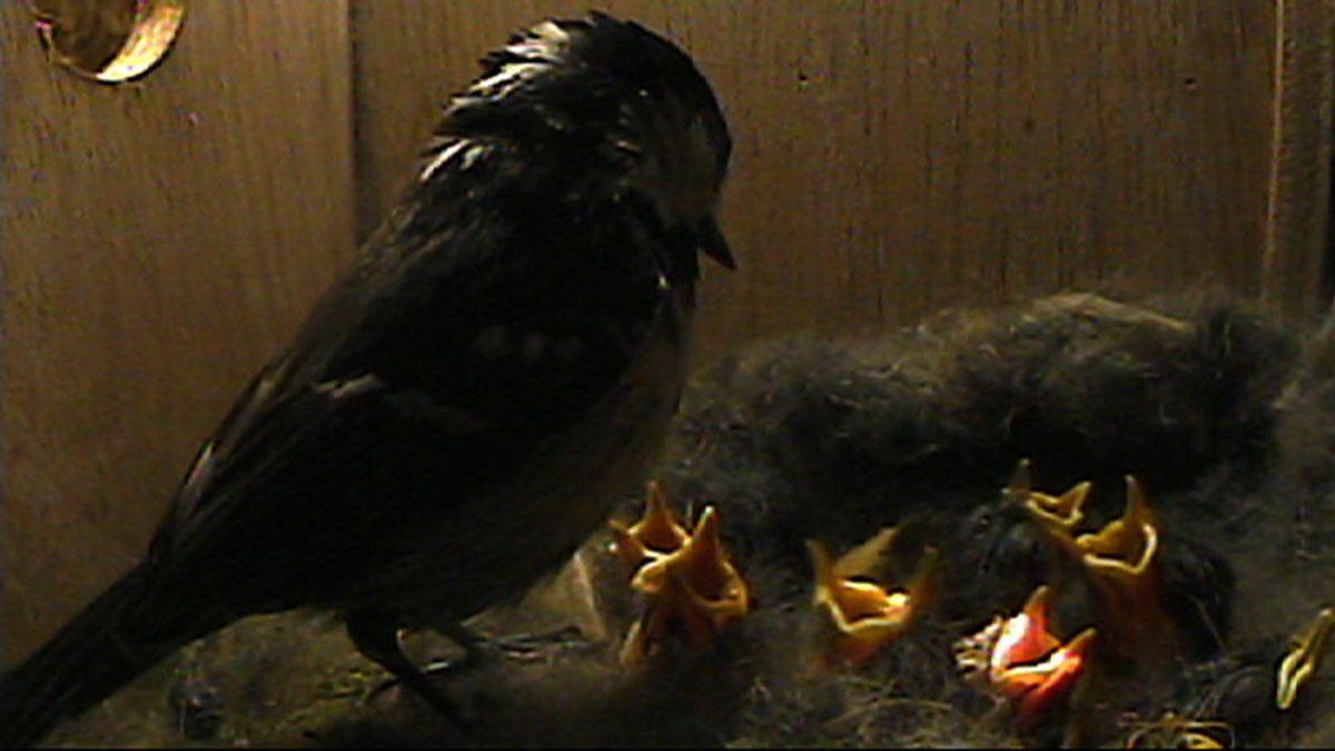 BBC Two - Springwatch, 2008, Episode 1, Squeezed in