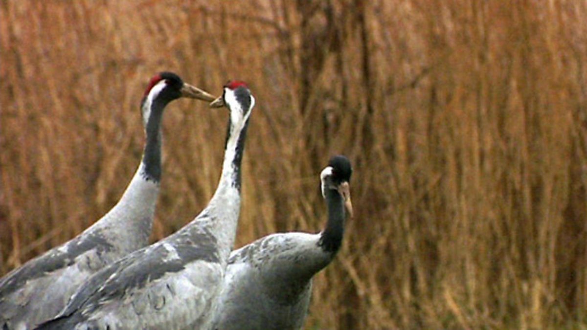 BBC Two - Springwatch, 2008, Episode 3, Return of the native