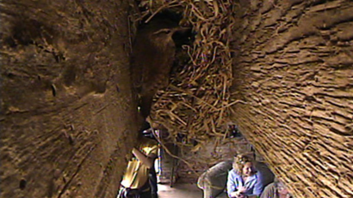 BBC Two - Springwatch, 2008, Episode 4, Springwatch stardom