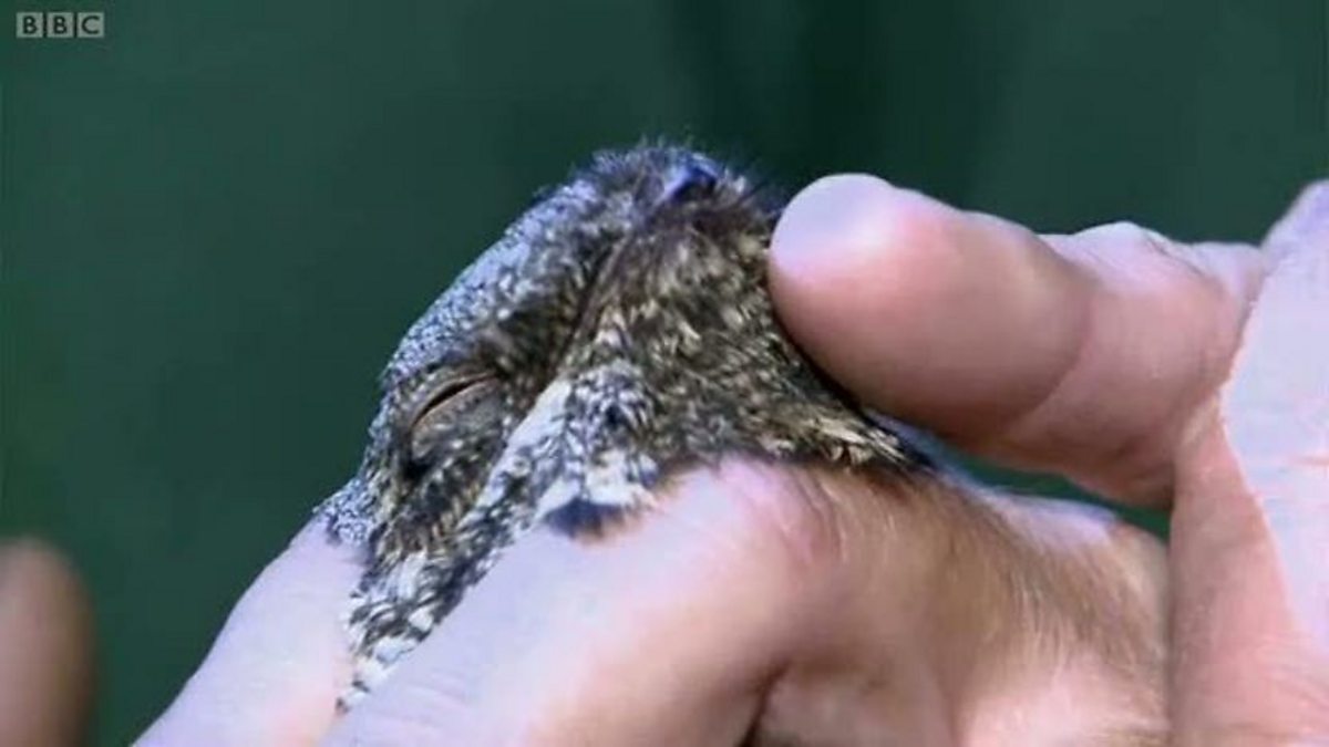 BBC Two - Springwatch, 2010, Episode 3, Nightjar calling