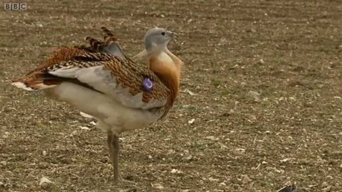 BBC Two - Springwatch, 2010, Episode 3, Back in the UK