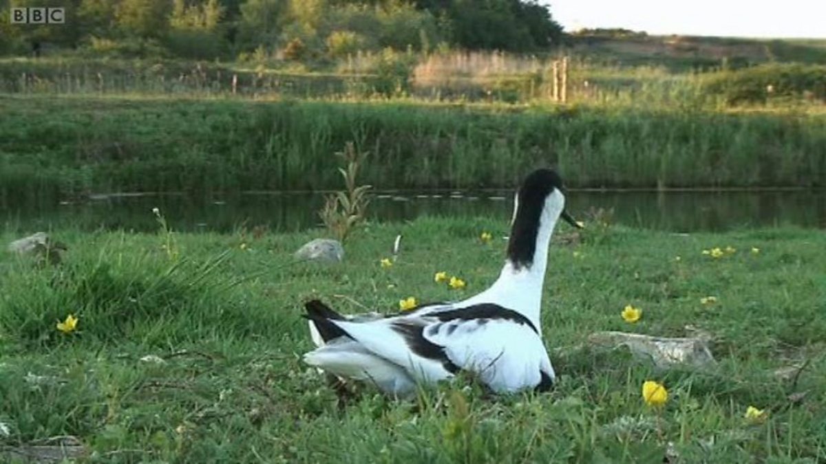 BBC Two - Springwatch, 2010, Episode 3, Code name: Zebra