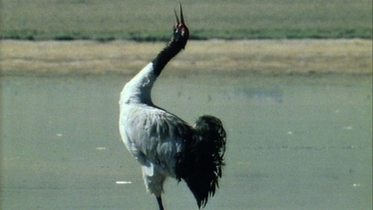 BBC Two - Land of the Tiger, Mountains of the Gods, Desert wetlands
