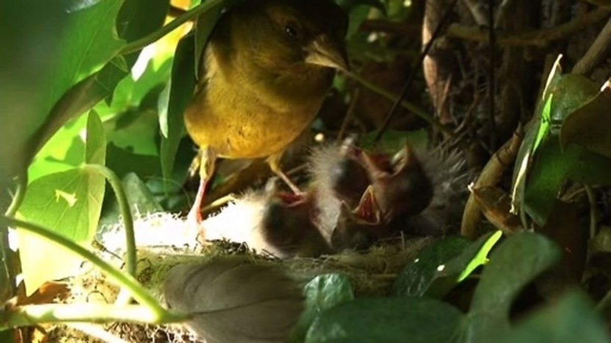 BBC Two - Springwatch, 2010, Episode 6, Young finches
