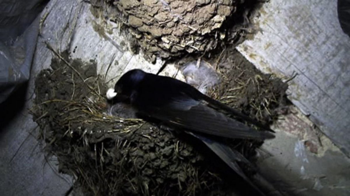 BBC Two - Springwatch, 2010, Episode 7, Fecal sacs