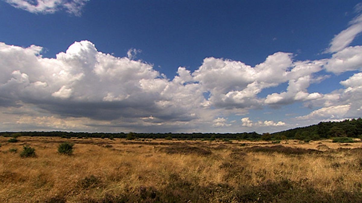 BBC Two - Bill Oddie's How to Watch Wildlife, Series 2, Brecklands ...