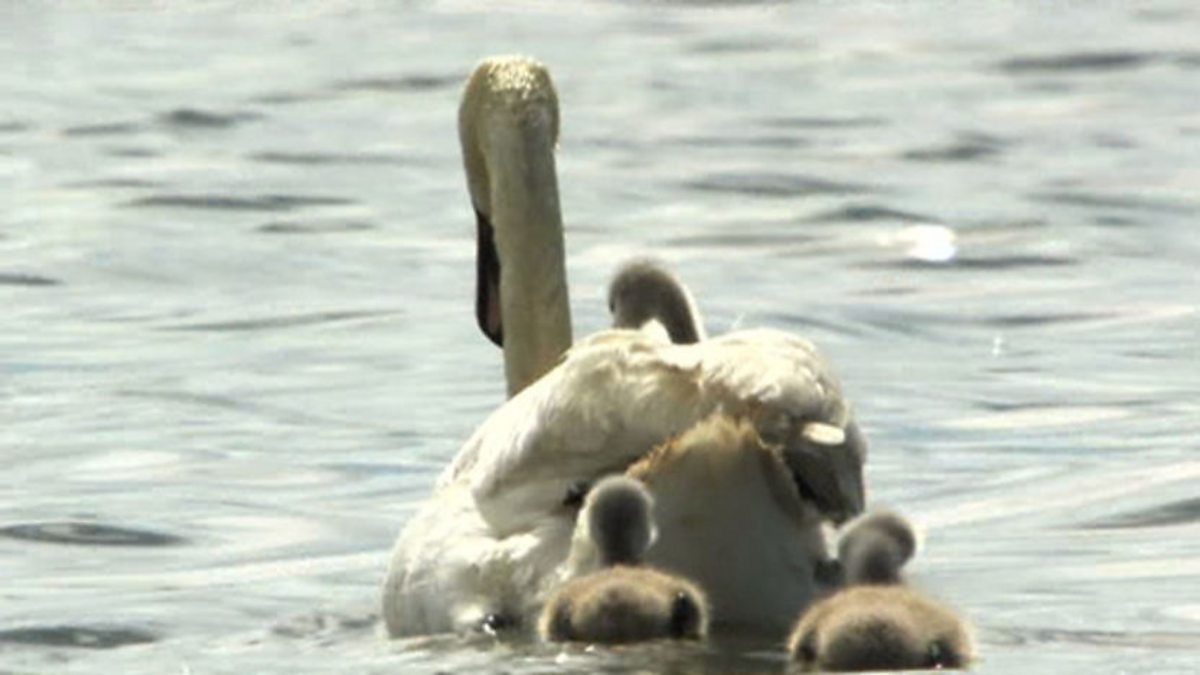 BBC Two - Springwatch, 2010, Episode 8, Staying safe