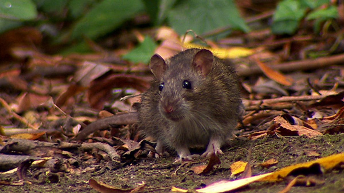 BBC Two - Bill Oddie's How to Watch Wildlife, Series 2, A Dorset River ...