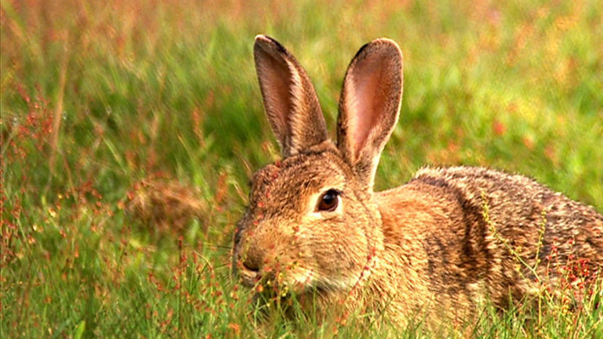 BBC Two - Bill Oddie's How to Watch Wildlife, Series 2, Brecklands ...