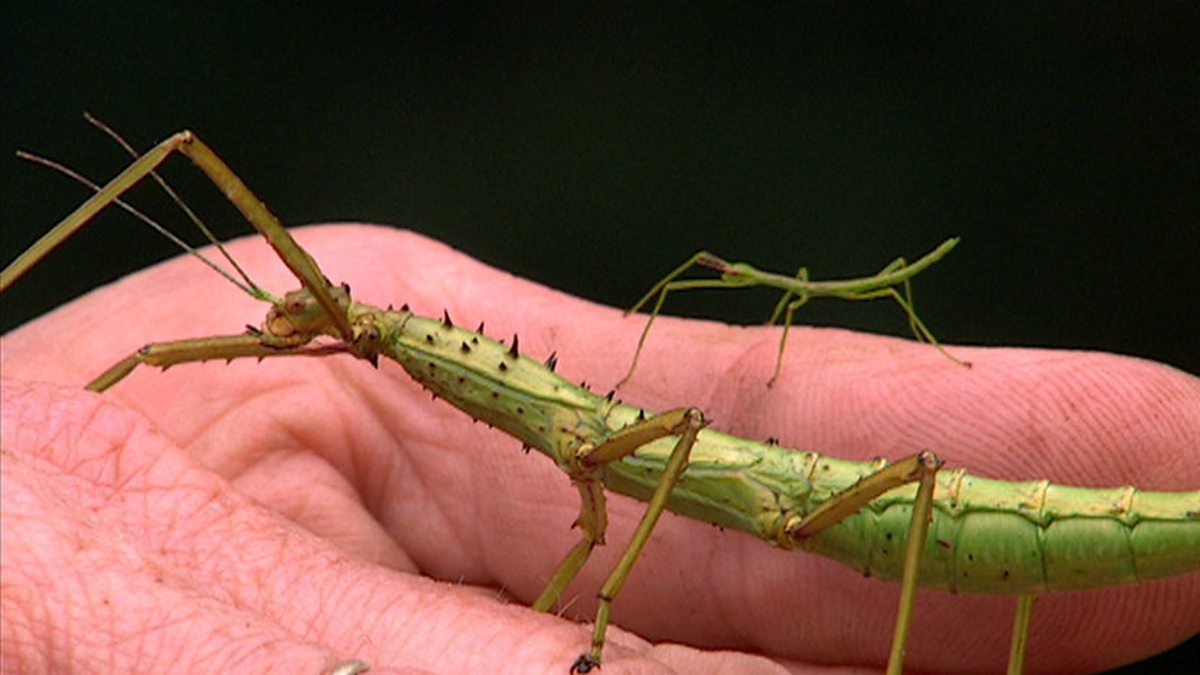 BBC Two - Bill Oddie's How to Watch Wildlife, Series 2, Homes and ...