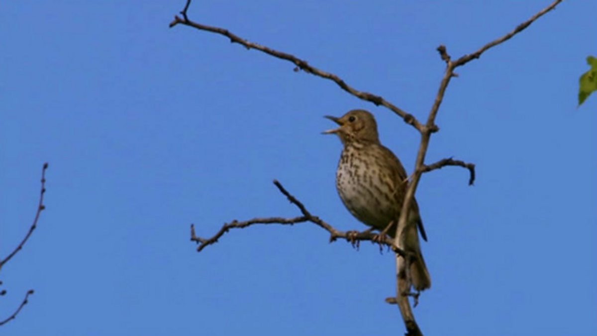 BBC Two - Springwatch, 2010, Episode 9, Twitch off: part 1