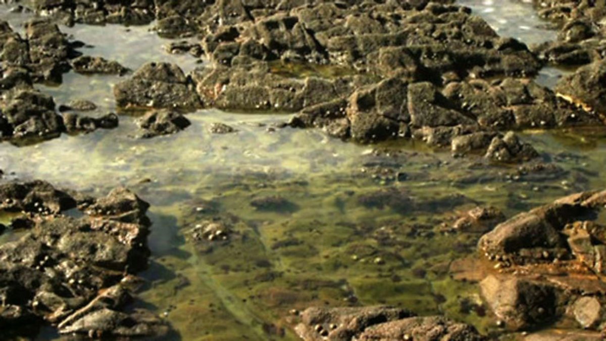 BBC Two - Springwatch, 2010, Episode 9, Rockpool magic
