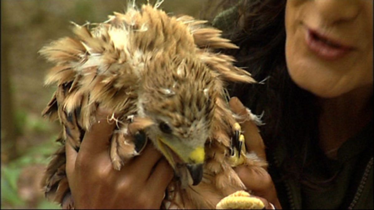 BBC Two - Nature's Calendar, Series 1, Summer: Woodlands, Flying kites