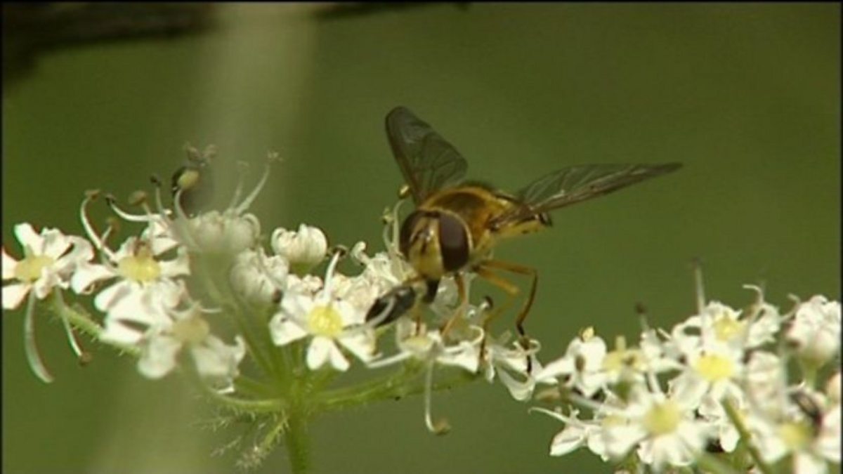 BBC Two - Nature's Calendar, Series 1, Summer: Woodlands, Hogweed hogs
