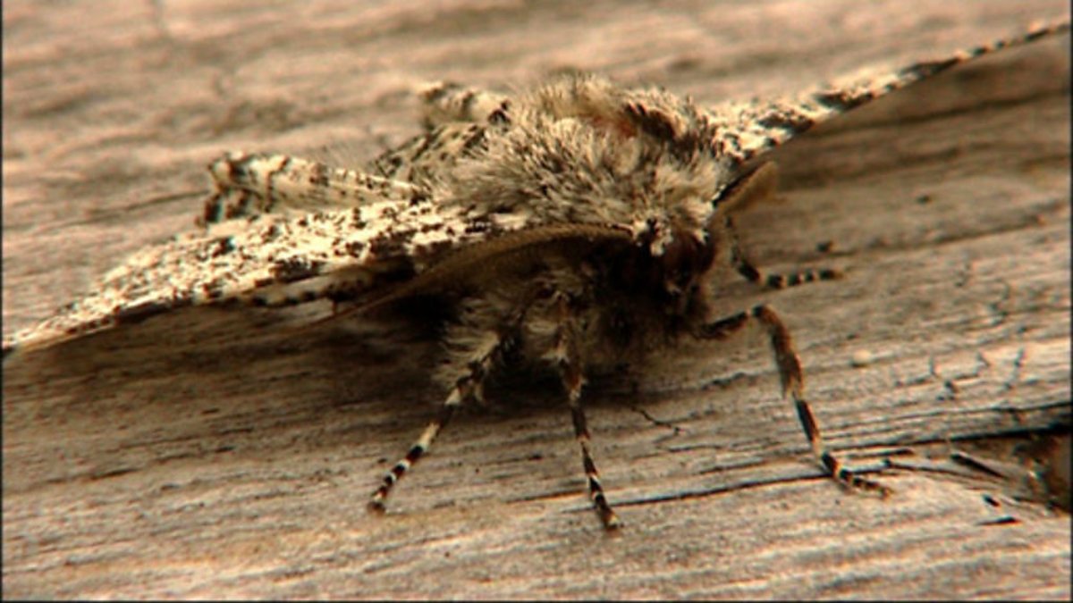 BBC Two - Nature's Calendar, Series 1, Summer: Parks and Gardens, Moth ...