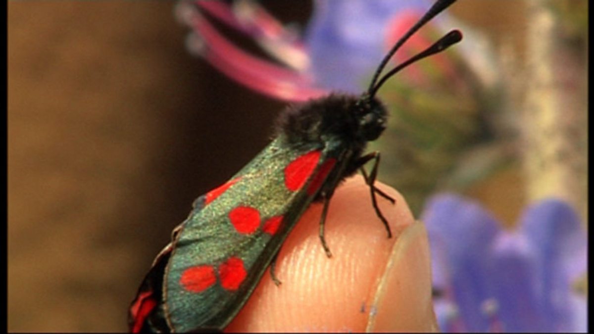 BBC Two - Nature's Calendar, Series 1, Summer: Islands, Day-flying moths