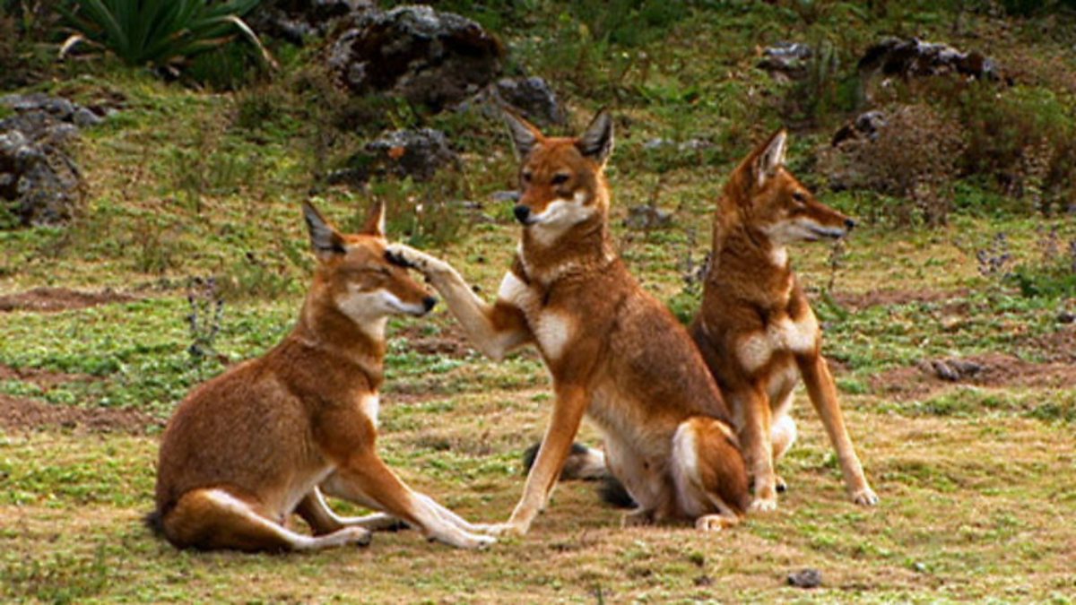 BBC One - Saving Planet Earth, Series 1, Graham Norton: Saving Wolves ...