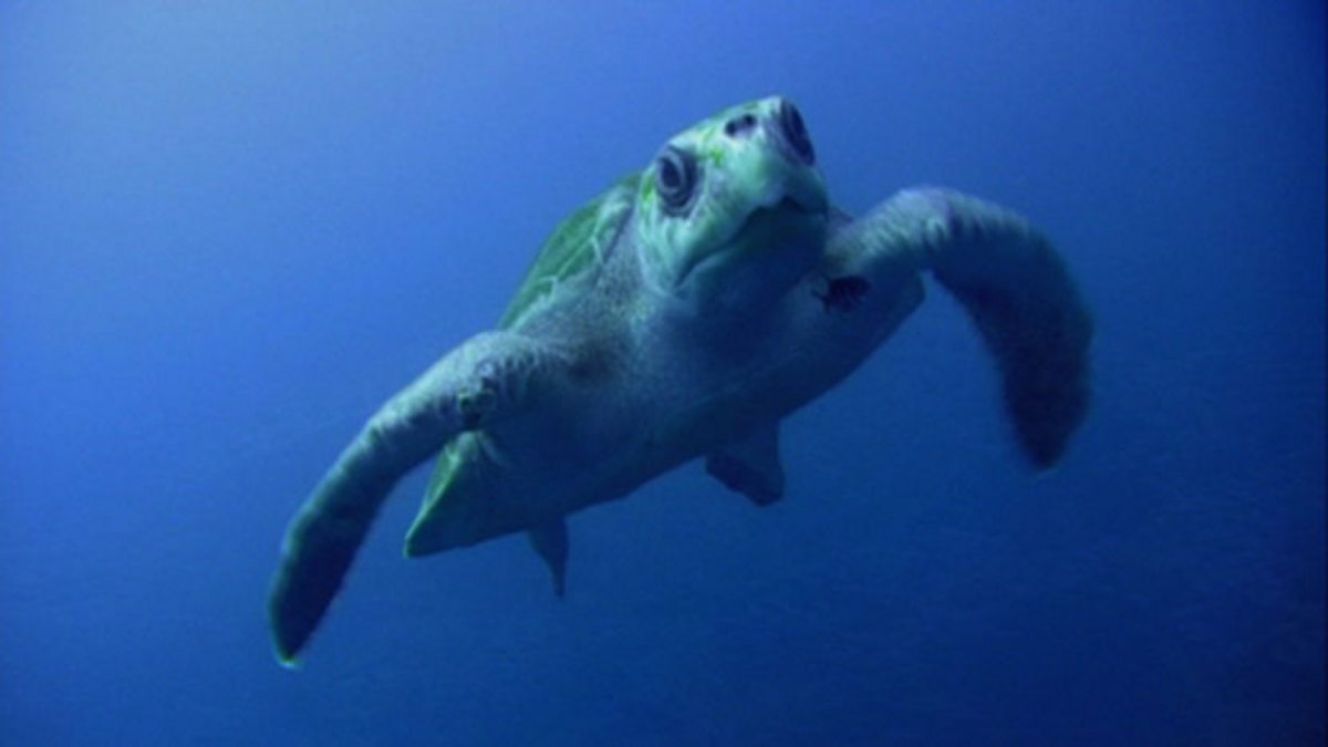 BBC One - Saving Planet Earth, Series 1, Saira Khan: Saving Turtles ...