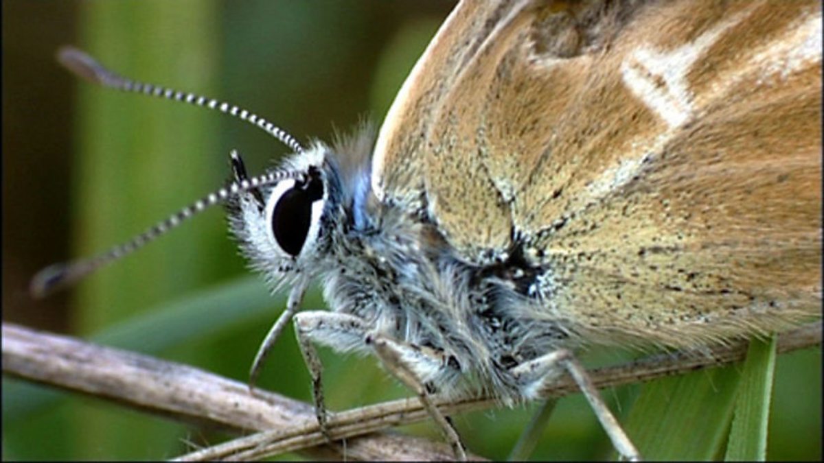 BBC Two - Nature's Calendar, Series 1, Summer: Farmland and Grassland ...