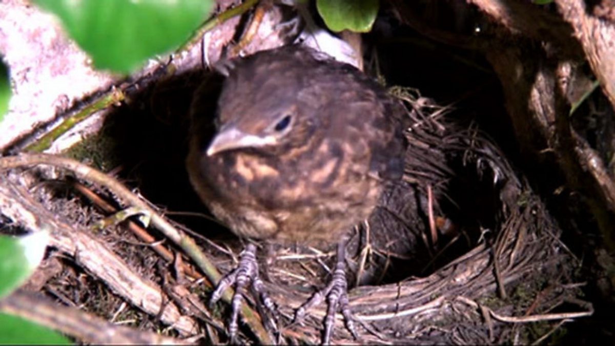 BBC Two - Springwatch, 2010, Episode 12, Attentive blackbirds