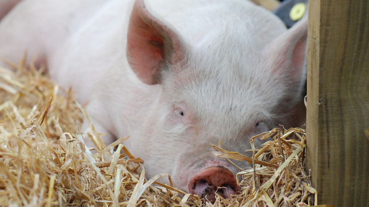 BBC Scotland - Landward, 2010/2011, Episode 12, Royal Highland Show - Pigs