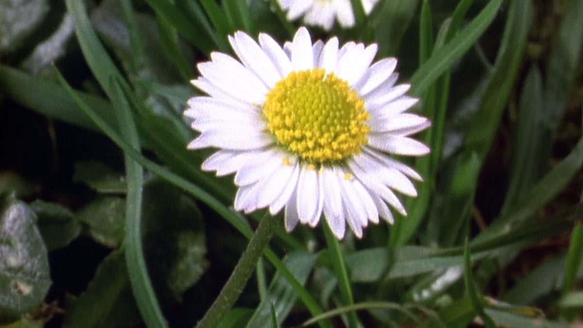 BBC Two - Flora Britannica, DAISY, The day's eye