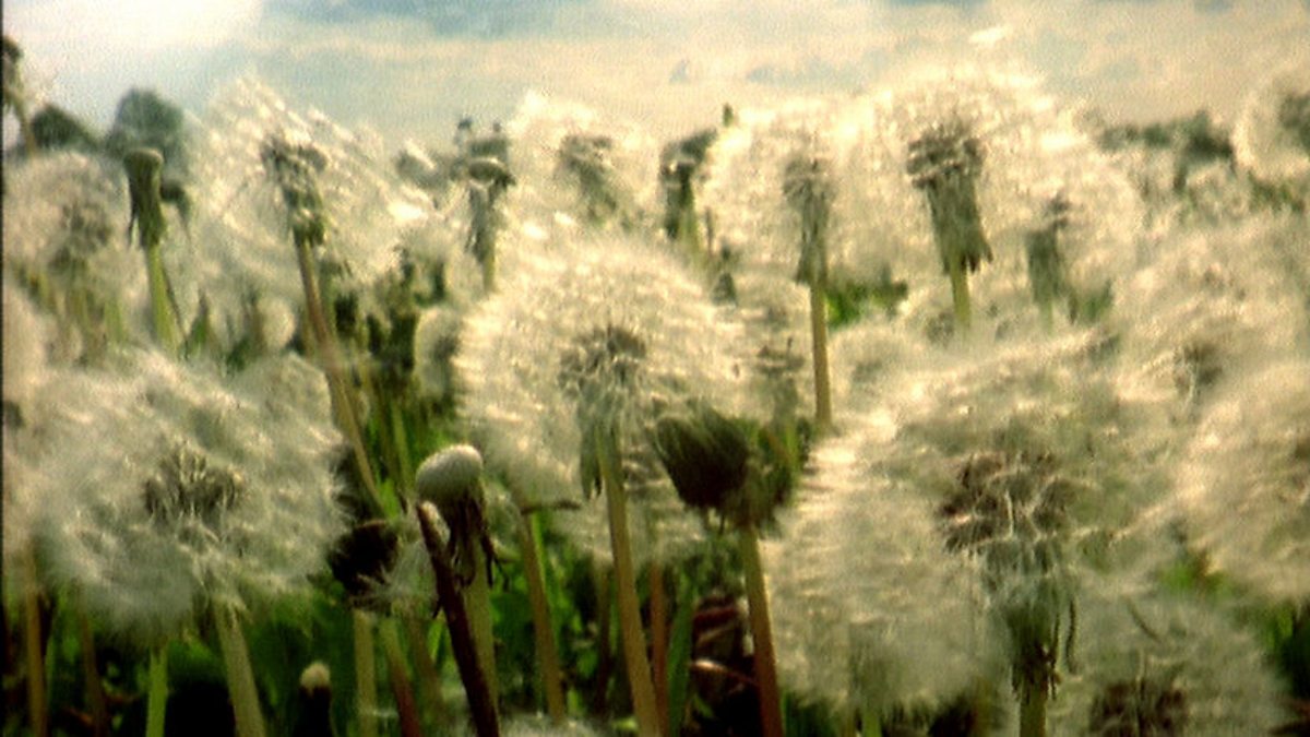 BBC Two - Flora Britannica, DANDELION, Sandwich fillers