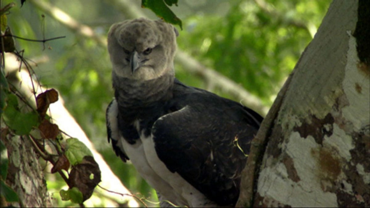 BBC Two - Natural World, 2010-2011, The Monkey-Eating Eagle of the ...