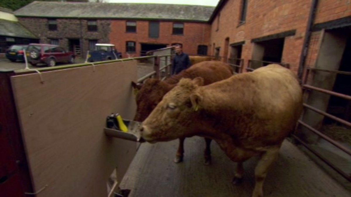 BBC Two - The Private Life of..., Cows, The Private Life of Cows - Ring ...